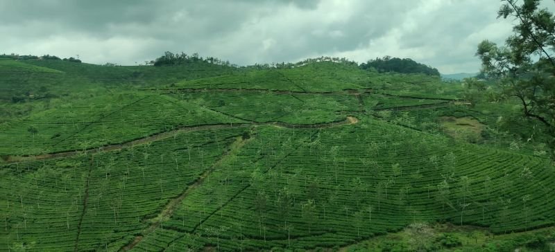vagamon Trekking | Kerala Eco Tourism